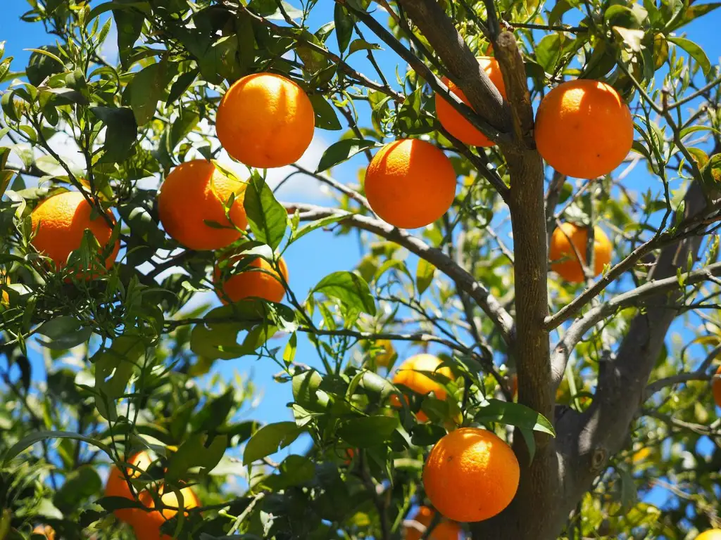 Las propiedades de la Naranja - Beneficios para la Salud