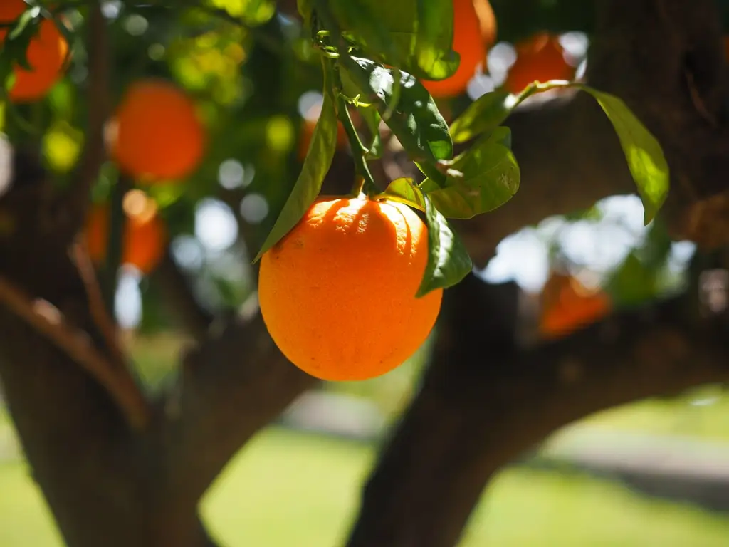 Las propiedades de la Naranja - Beneficios para la Salud
